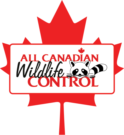 Greater Newmarket Animal & Wildlife Control | Animal & Wildlife Control ...